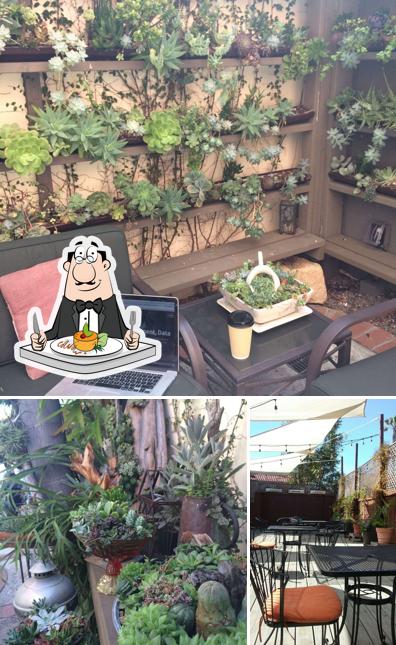 Succulent Coffee, 306 N Tremont St in Oceanside - Restaurant menu and ...