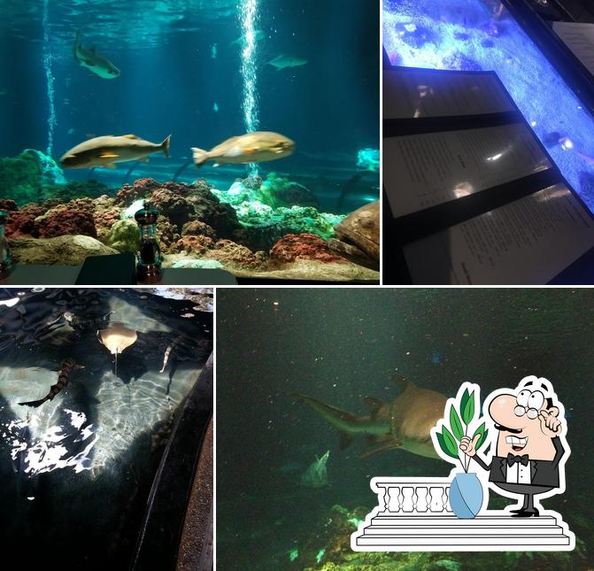 Sharks Underwater Grill in Orlando - Restaurant menu and reviews