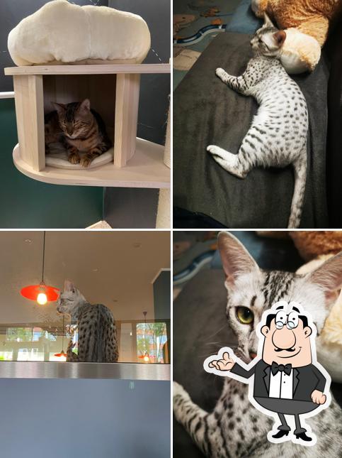 Cat City Cafe, Szeged - Restaurant reviews