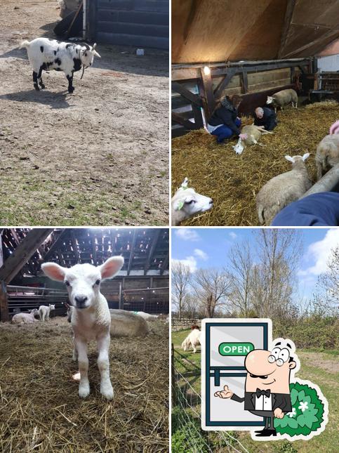 Schaapskooi Zeeland, Heinkenszand - Restaurant reviews