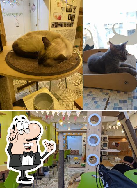 Yang2 Yang2 cat cafe, Busan - Restaurant menu, prices and reviews
