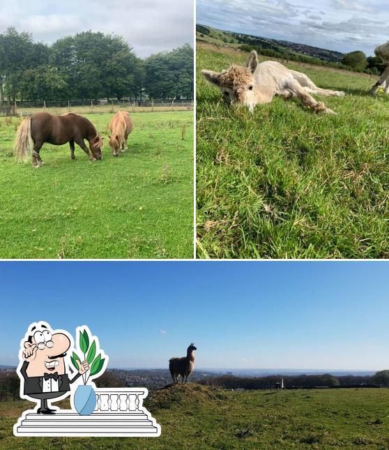 Mayfield Alpacas in Sheffield
