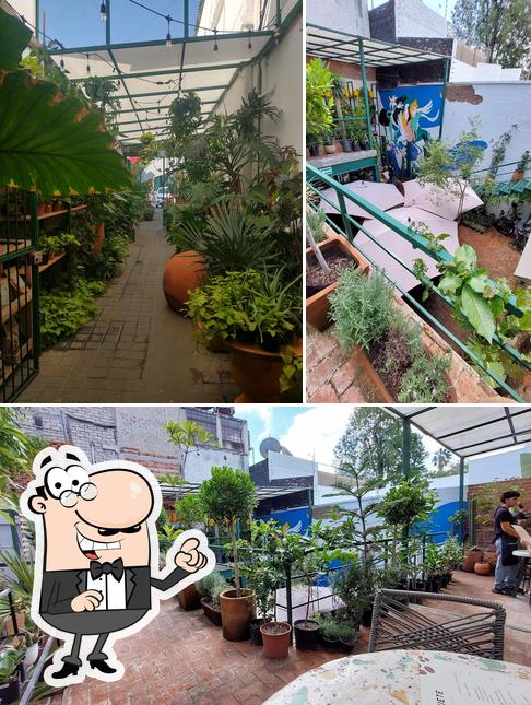 Ahuehuete Americana - Plantas y café, Guadalajara - Menú del ...