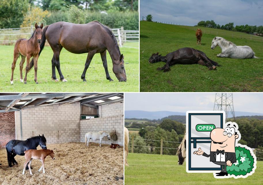 World Horse Welfare Penny Farm in Blackpool - Restaurant reviews