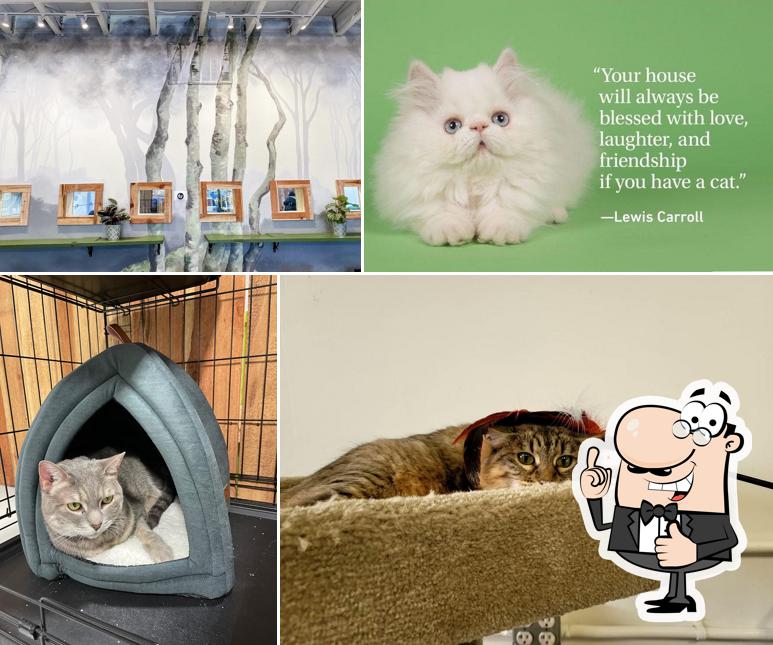 Enchanted Cat Café in Reno - Restaurant menu and reviews