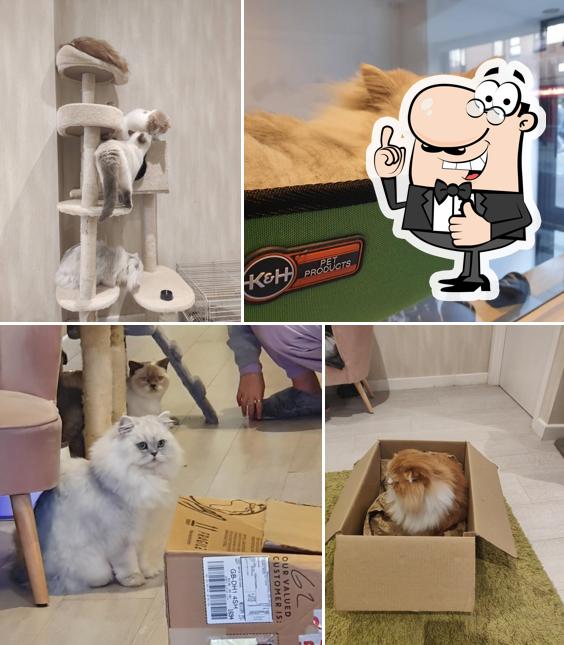 The Pawsome Cat Cafe, Durham - Restaurant menu, prices and reviews