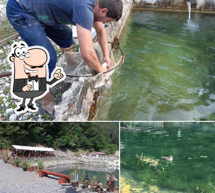 Pastravaria Cazanesti -Vața de Jos- Punct Gastronomic Local- Hunedoara ...