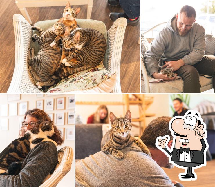 Catnap Cafe, Christchurch - Restaurant menu, prices and reviews