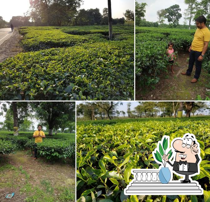 TEA ESTATE - Restaurant menu, prices and reviews