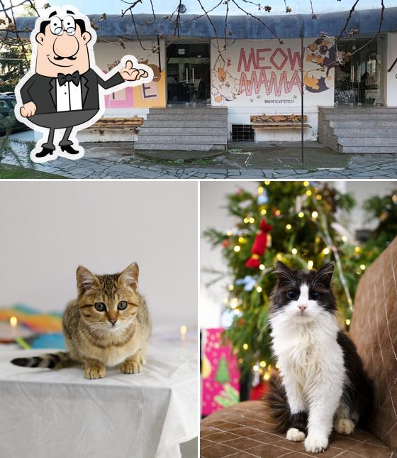 CatCafe "MEOW MAMA". КотоКафе "МЯУ МАМА", Batumi - Restaurant reviews