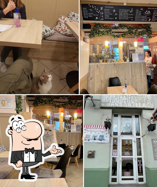 Purrfect Cat Cafe, Pécs - Restaurant reviews