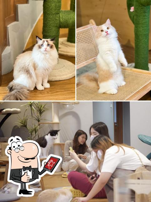 CATNIP HOUSE cafe, Bangkok - Restaurant reviews