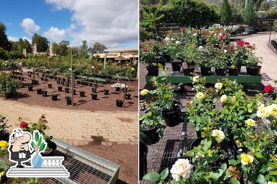 Garden Gallery Cafe Wodonga | Fasci Garden