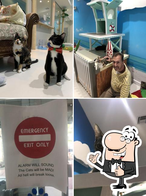Cat Café South Beach in Miami Beach - Restaurant menu and reviews