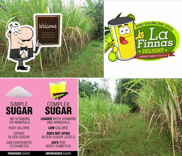 La Finnas Delight, Bauang