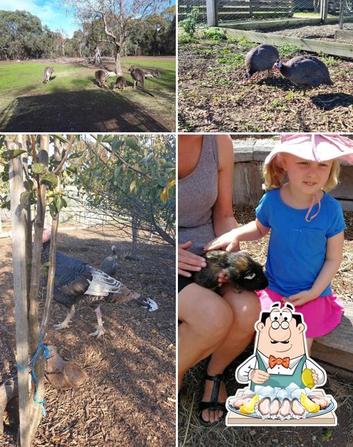 Bundoora Park Farm, Bundoora - Restaurant menu, prices and reviews