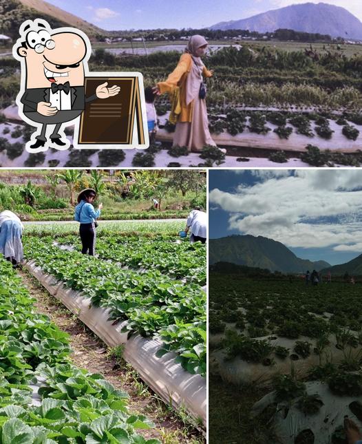 Kebun setrowbery cafe, Indonesia - Restaurant reviews