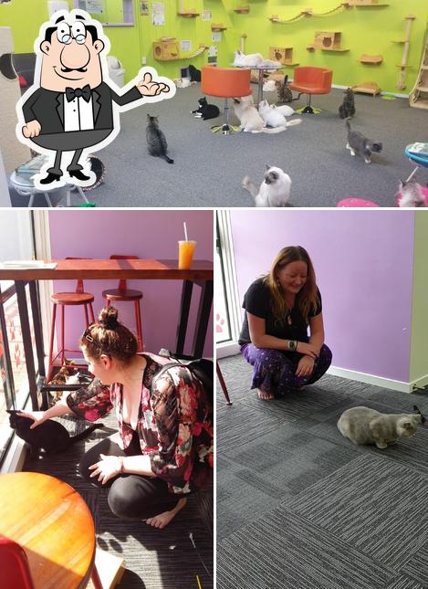 Fancy Meow Cat Cafe, Rotorua - Carta del restaurante y opiniones