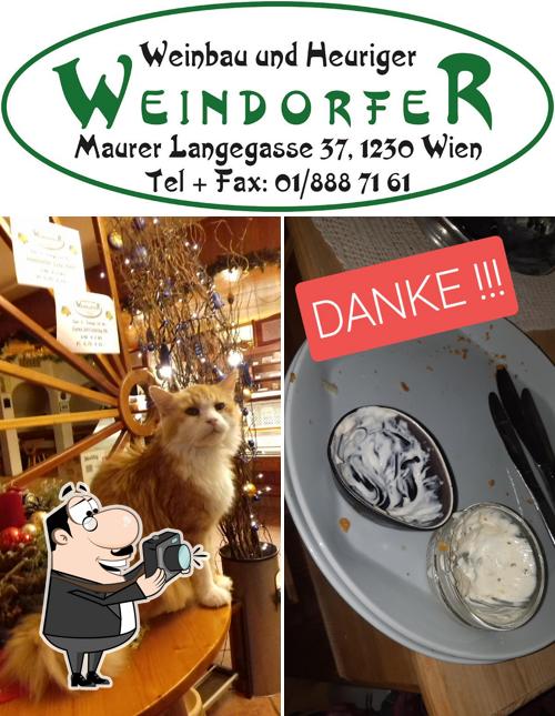 Weinbau & Heuriger Weindorfer pub & bar, Vienna - Restaurant menu and ...