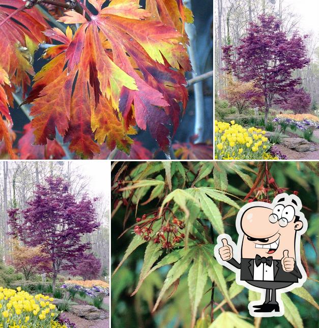 Japanese Maples at Maple Ridge Nursery in Redan