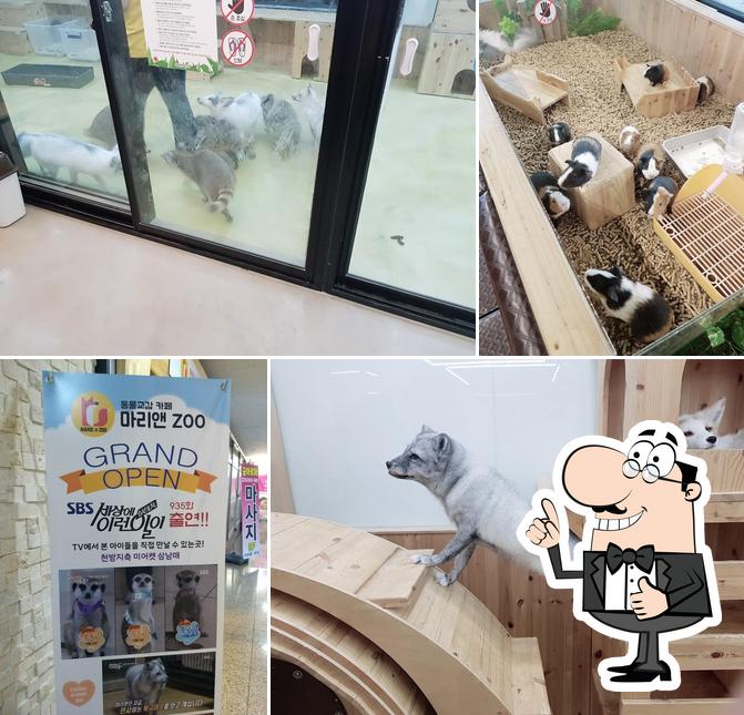 Café Marie n Zoo, Inchon - Opiniones del restaurante