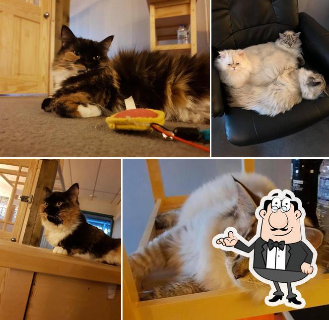 The Cat Lounge, Coventry - Restaurant menu, prices and reviews
