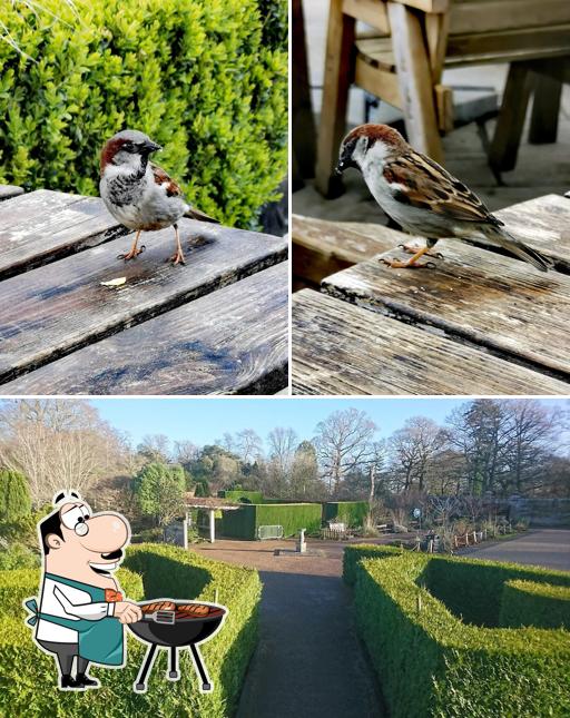 The Walled Garden Community Cafe in Crawley - Restaurant reviews