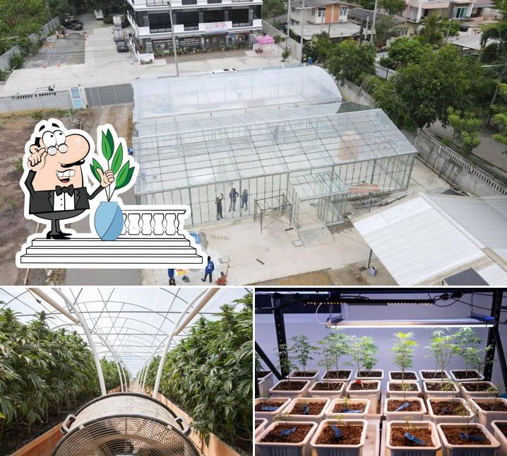 WPS Group HEMP Farm Research Station cafe, Tha Talat - Restaurant reviews