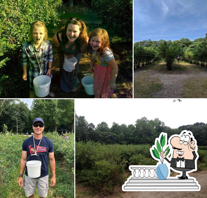Blueberry Patch in Sawyer