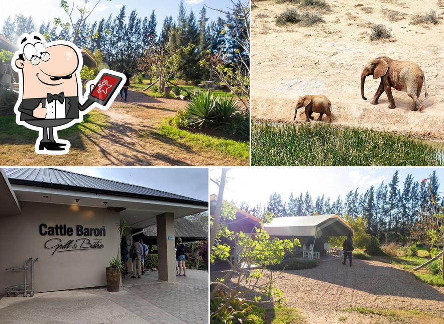 Addo Cattle Baron Grill & Bistro - Restaurant menu, prices and reviews