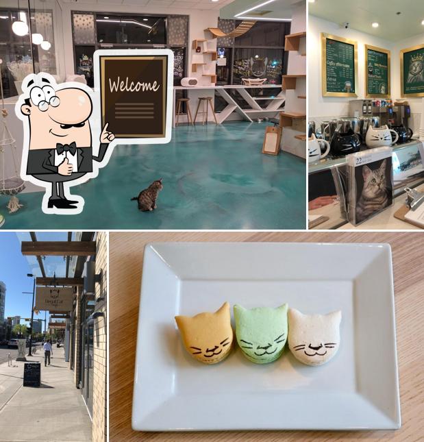Regal Cat Cafe in Calgary - Restaurant menu and reviews