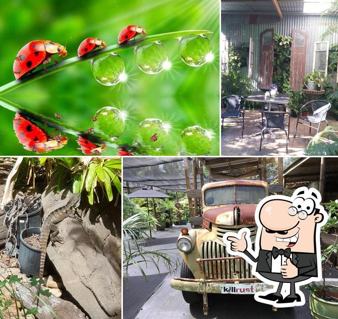 Froggies Rest, Logan Village - Restaurant menu, prices and reviews