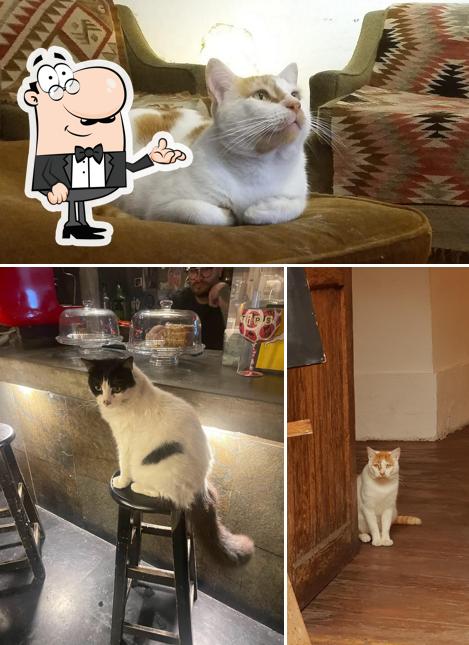 El Gato Tulipán, Barranco District - Restaurant menu, prices and reviews