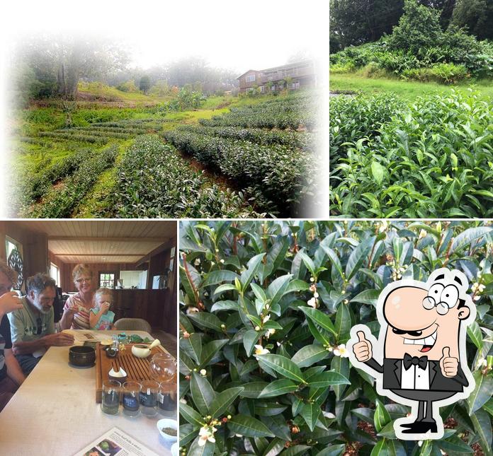Mauna Kea Tea in Honokaa - Restaurant reviews