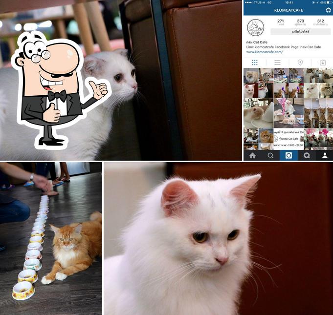 กลม Cat Cafe, Bangkok - Menú del restaurante, precios y reseñas