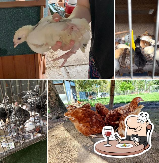 City Chicks, Samford Valley - Restaurant menu, prices and reviews