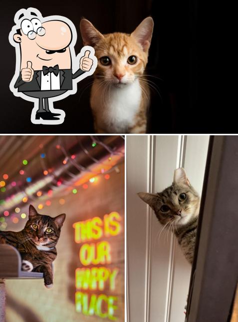 Mac Tabby Cat Cafe - Concord in Concord - Restaurant reviews