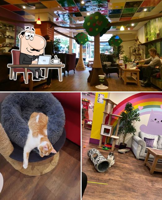 Kitty Café, Nottingham - Restaurant menu, prices and reviews
