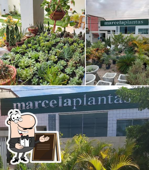 Marcela Plantas e Cafeteria, Brazil - Restaurant reviews