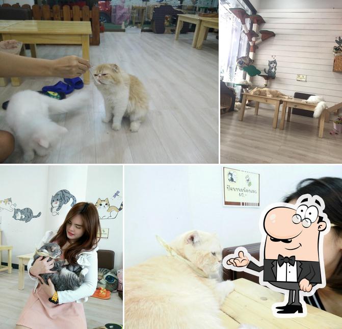 Cat Mania Cafe, Bangkok - Restaurant menu, prices and reviews