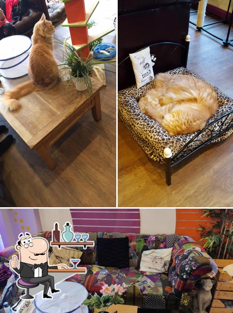 Kitty Café in Nottingham - Restaurant menu and reviews