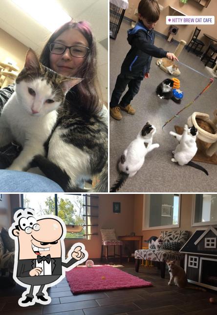 Kitty Brew Cat Café, Mason - Restaurant menu, prices and reviews