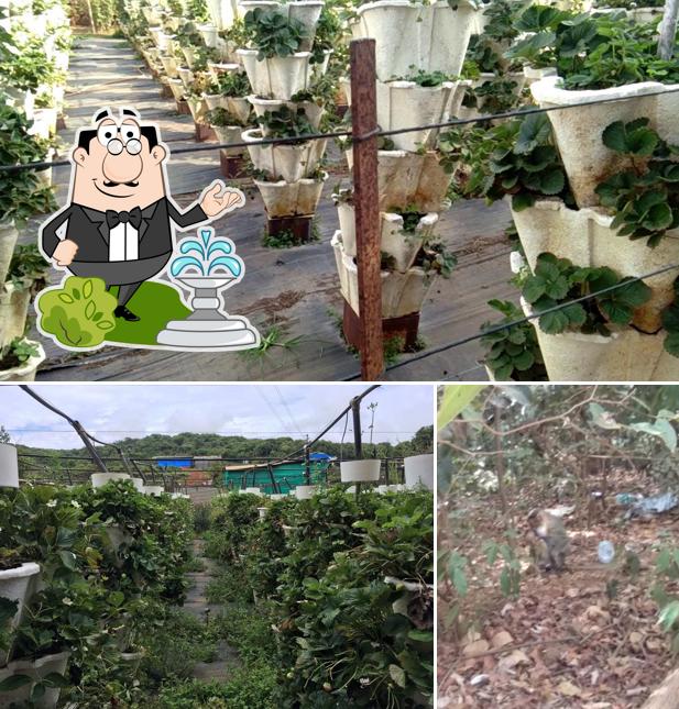 Saba Garden, Mahabaleshwar - Restaurant menu, prices and reviews