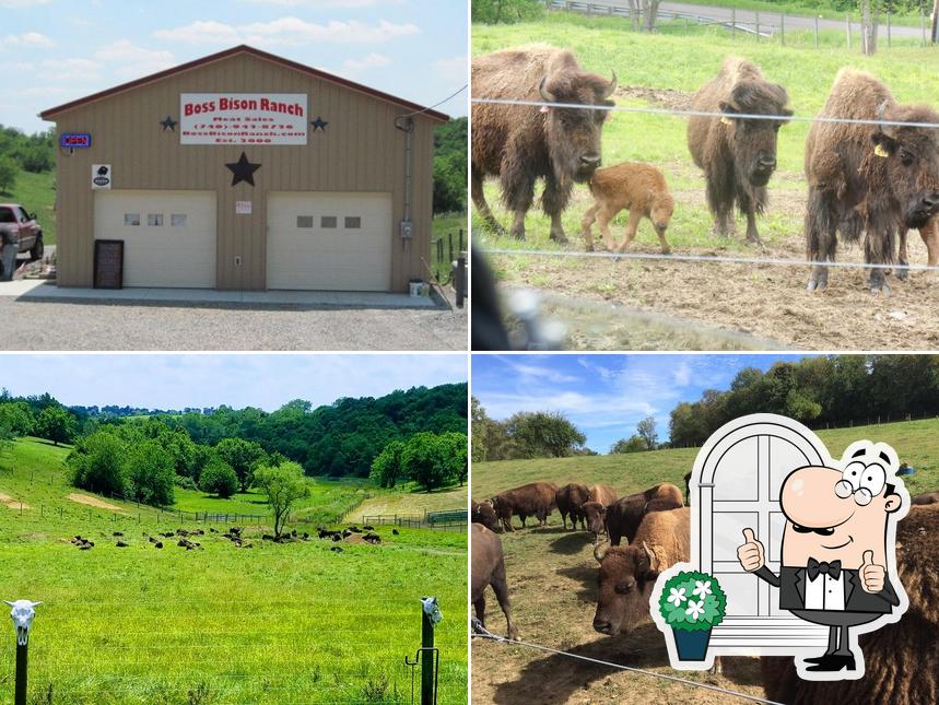 Boss Bison Ranch in Cadiz