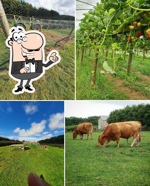 Trevaskis Farm, Gwinear-Gwithian - Restaurant menu, prices and reviews