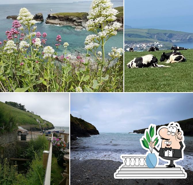 Pilchards at Port Gaverne in Port Isaac - Restaurant reviews