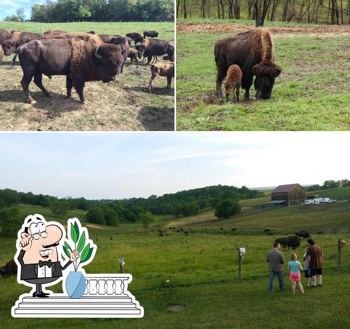 Boss Bison Ranch in Cadiz