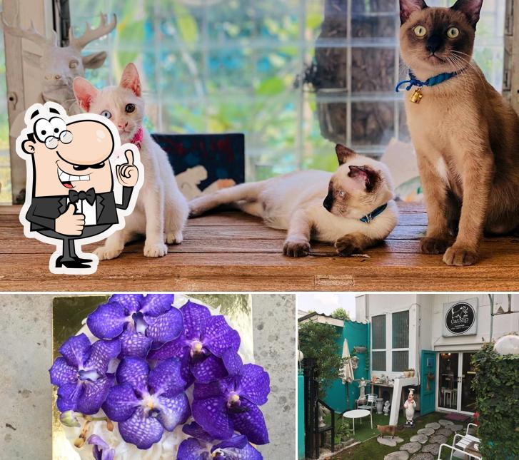 CatNip Cafe, Bangkok - Restaurant reviews