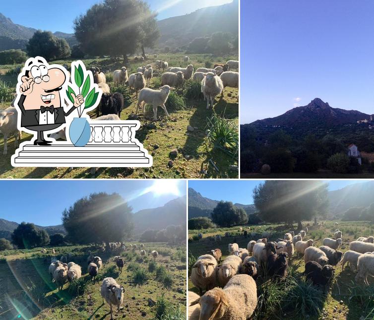 A MANDRIA DI PIGNA restaurant, Pigna - Restaurant reviews