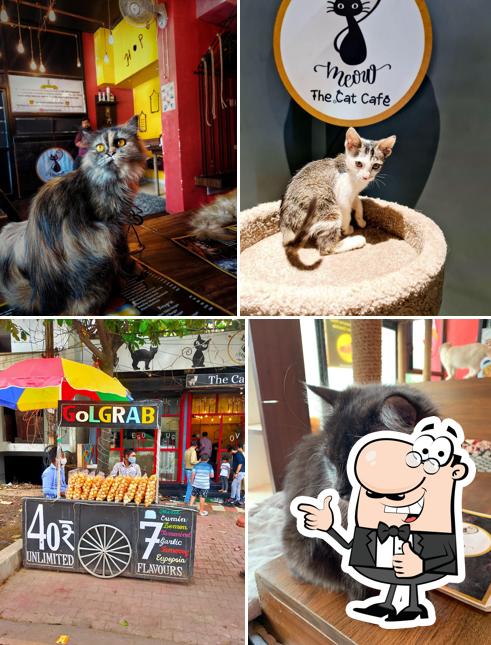 Meow the Cat Cafe, Raipur - Restaurant menu and reviews
